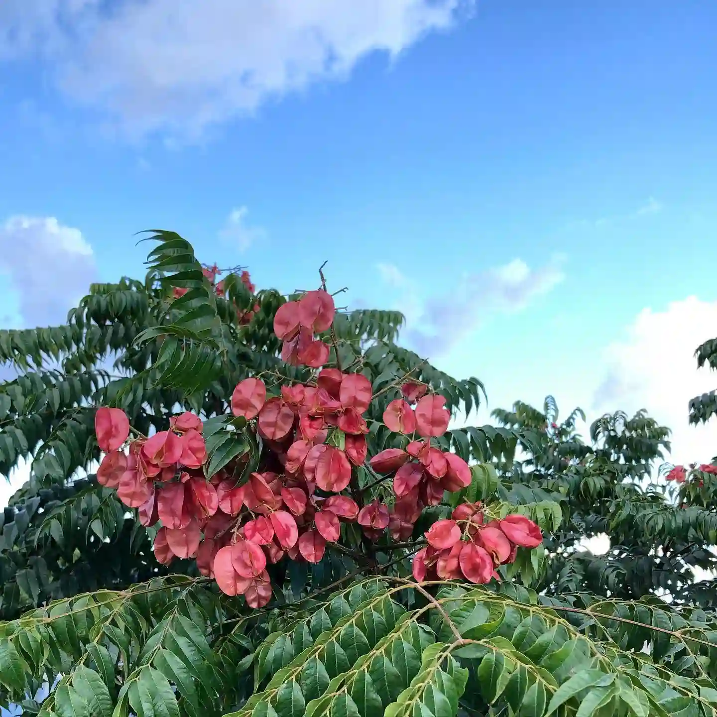Plant FAQs: Koelreuteria Bipinnata - Chinese Flame Tree