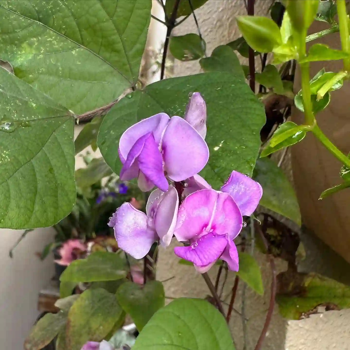 Plant FAQs: Lablab Purpureus - Hyacinth Bean