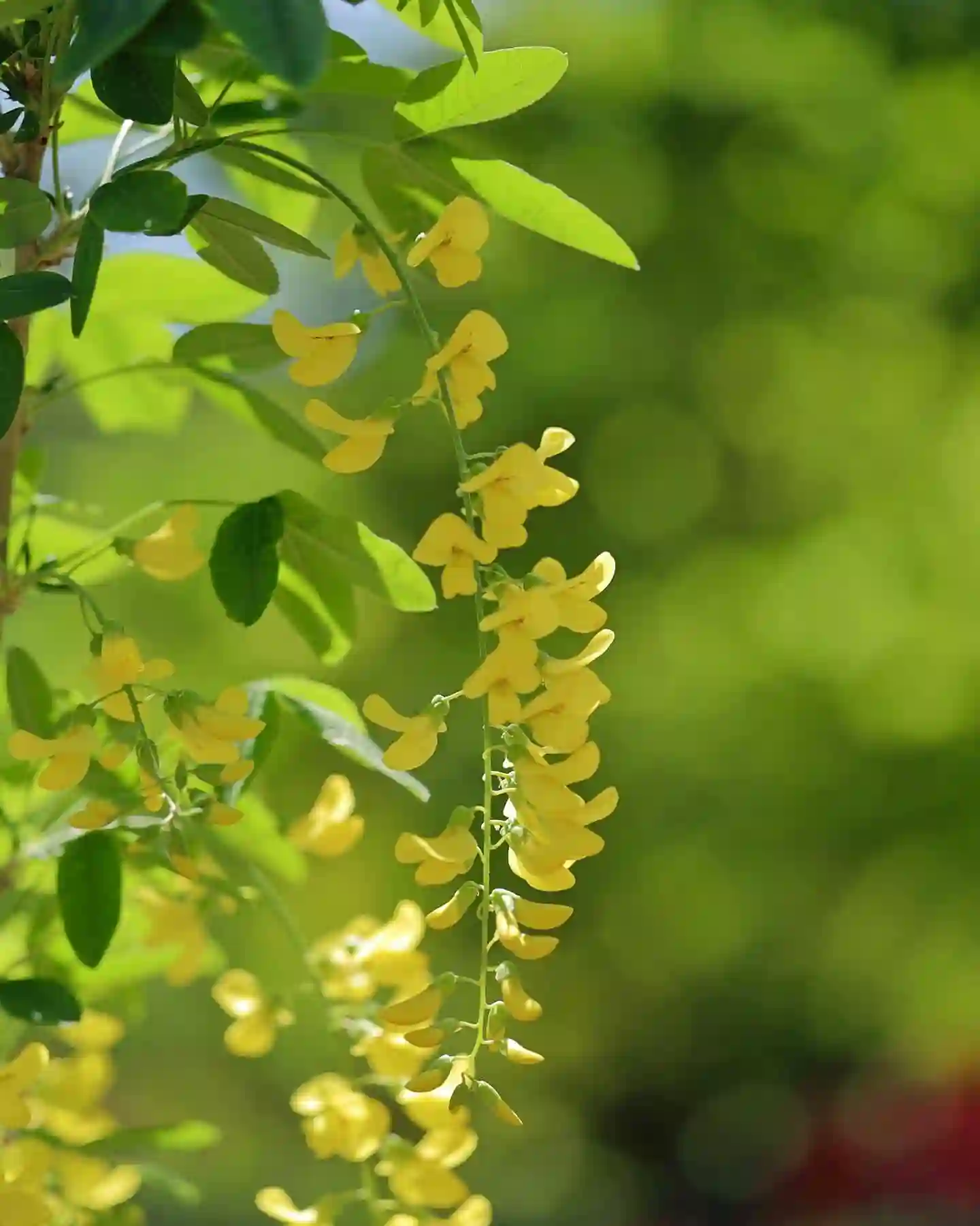 Plant FAQs: Laburnum Anagyroides - Golden Chain tree