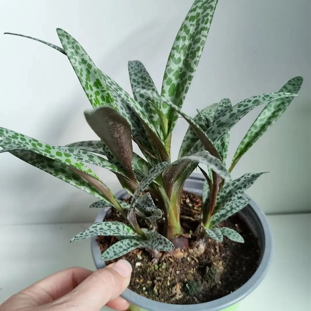 Plant FAQs: Ledebouria Socialis - Silver Squill