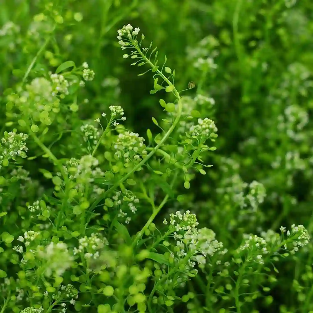 Plant FAQs: Lepidium Ruderale - Narrow-leaf Pepperwort - Roadside ...