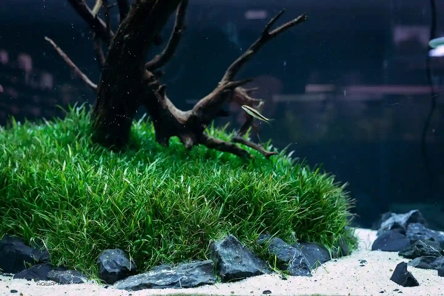 Plant FAQs: Brazilian Pygmy Weed - Lilaeopsis Brasiliensis