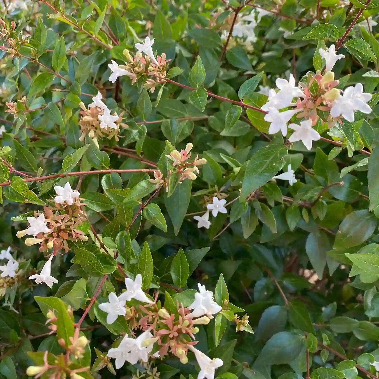 Plant FAQs: Linnaea Grandiflora - Abelia x Grandiflora