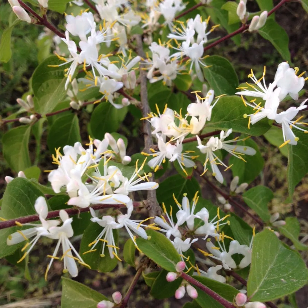 Plant FAQs: Lonicera Maackii - Amur Honeysuckle