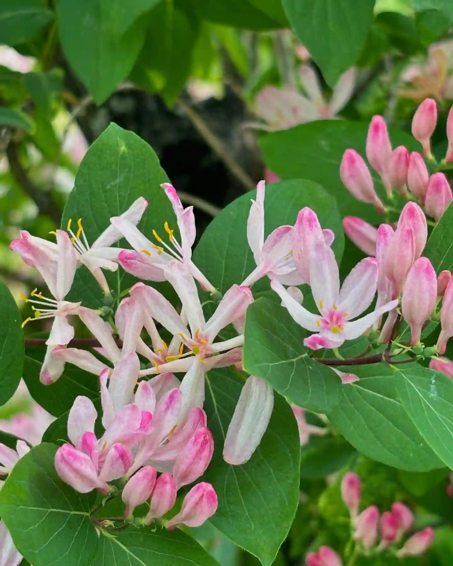 Plant FAQs: Lonicera Tatarica - Pink Honeysuckle