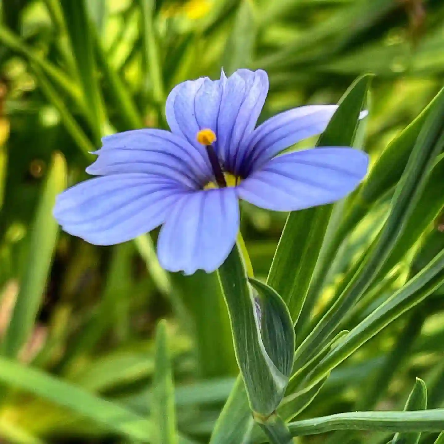 Plant FAQs: Lucerne Blue Eyed Grass - Sisyrinchium Angustifolium