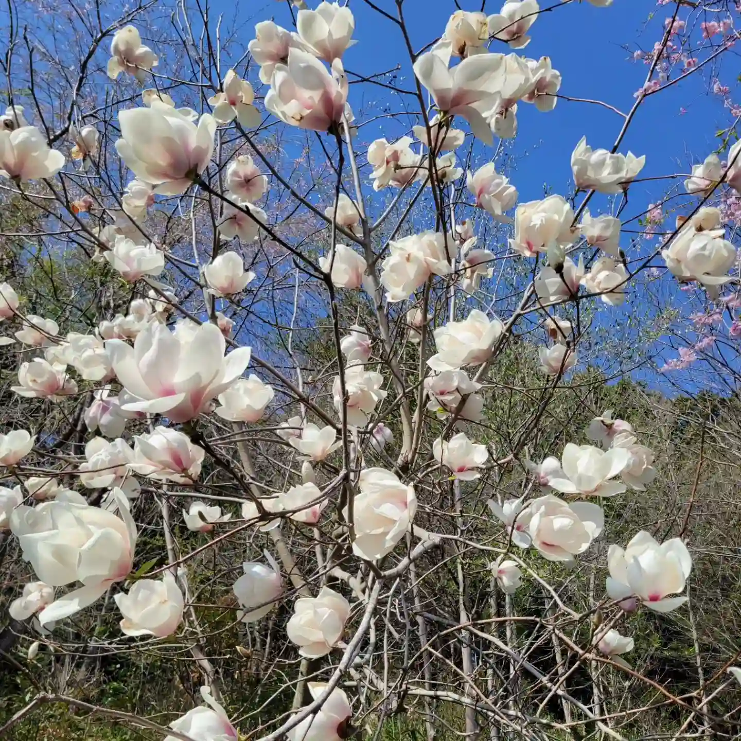 Plant FAQs: Magnolia Denudata - Yulan Magnolia