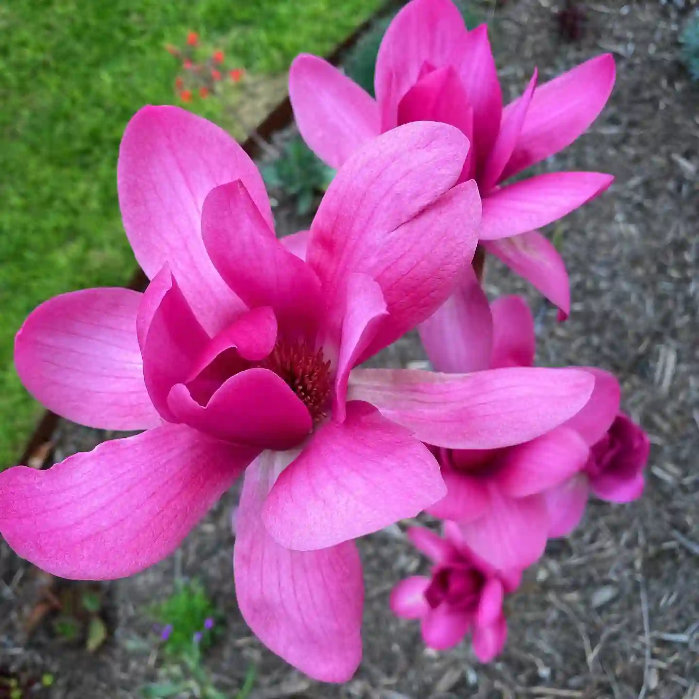 Plant FAQs: Magnolia Vulcan