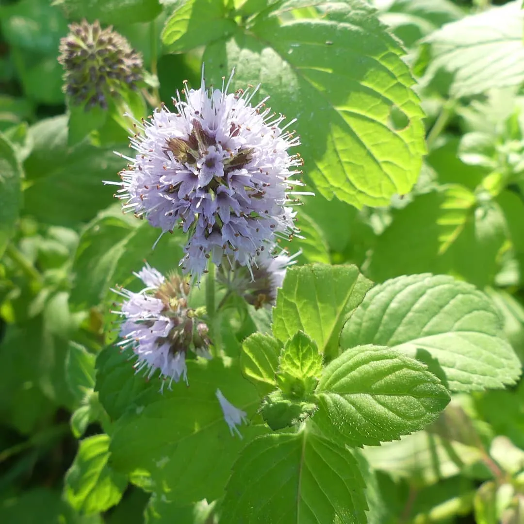 Plant FAQs: Mentha Aquatica - Water Mint