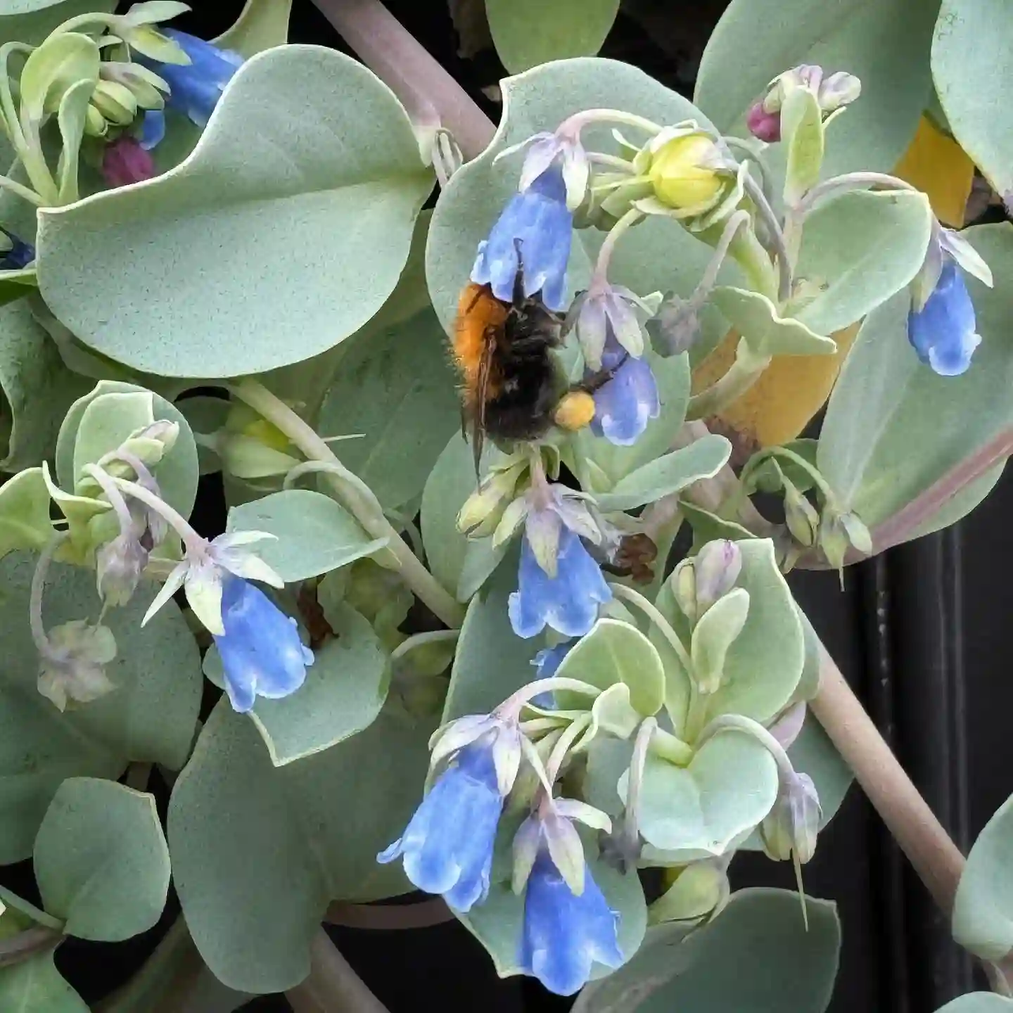 Plant FAQs: Mertensia Maritima - Oyster Plant - Sea Bluebell