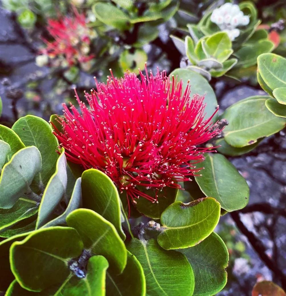 Plant FAQs: Metrosideros Polymorpha - ‘Ohi‘a Lehua