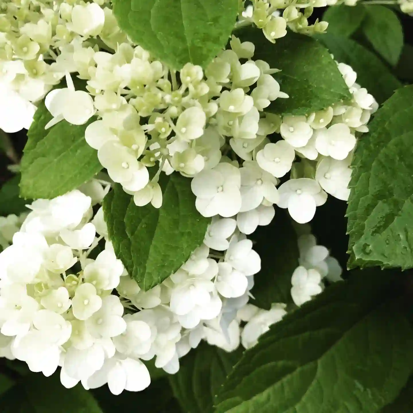 Plant FAQs: Moonrock Hydrangea