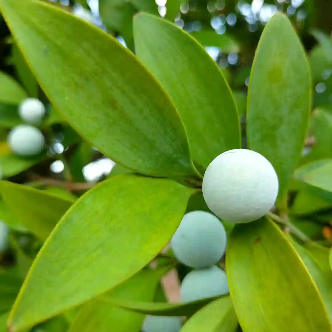 Plant FAQs: Nageia Nagi - False Podocarpus - Japanese Nageia