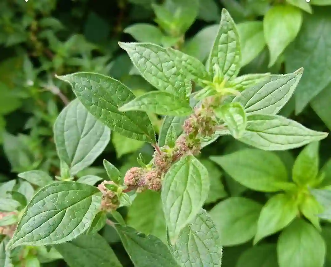 Plant FAQs: Parietaria Officinalis - Pellitory of the Wall