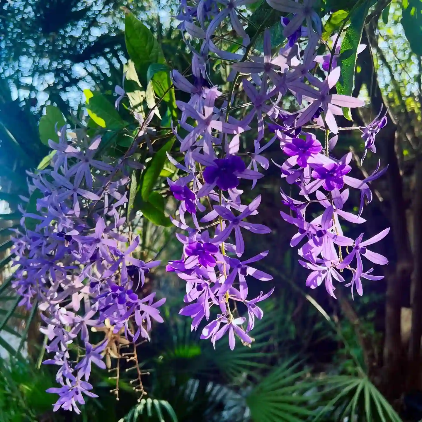 Plant FAQs: Petrea Volubilis