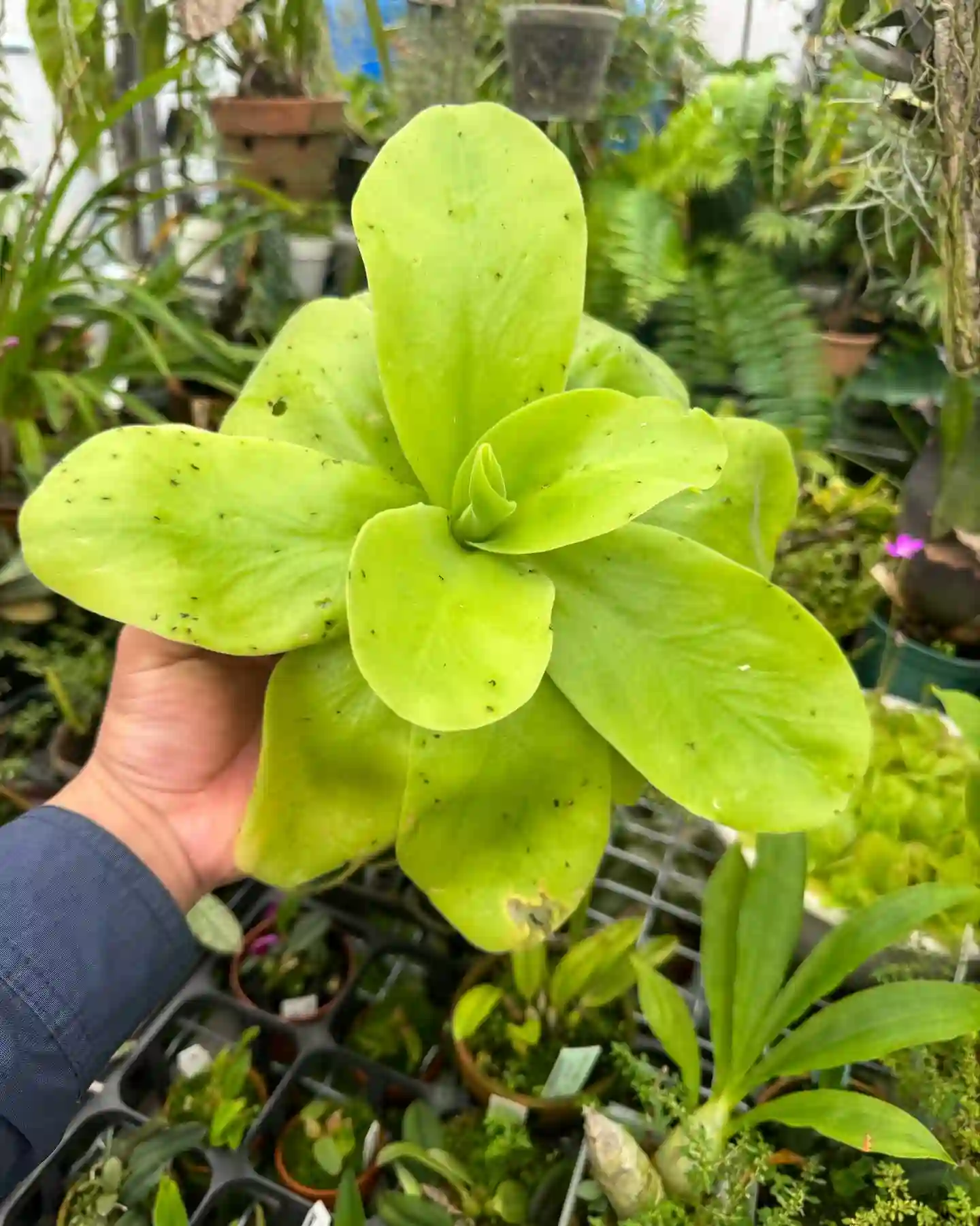 Plant FAQs: Pinguicula Gigantea