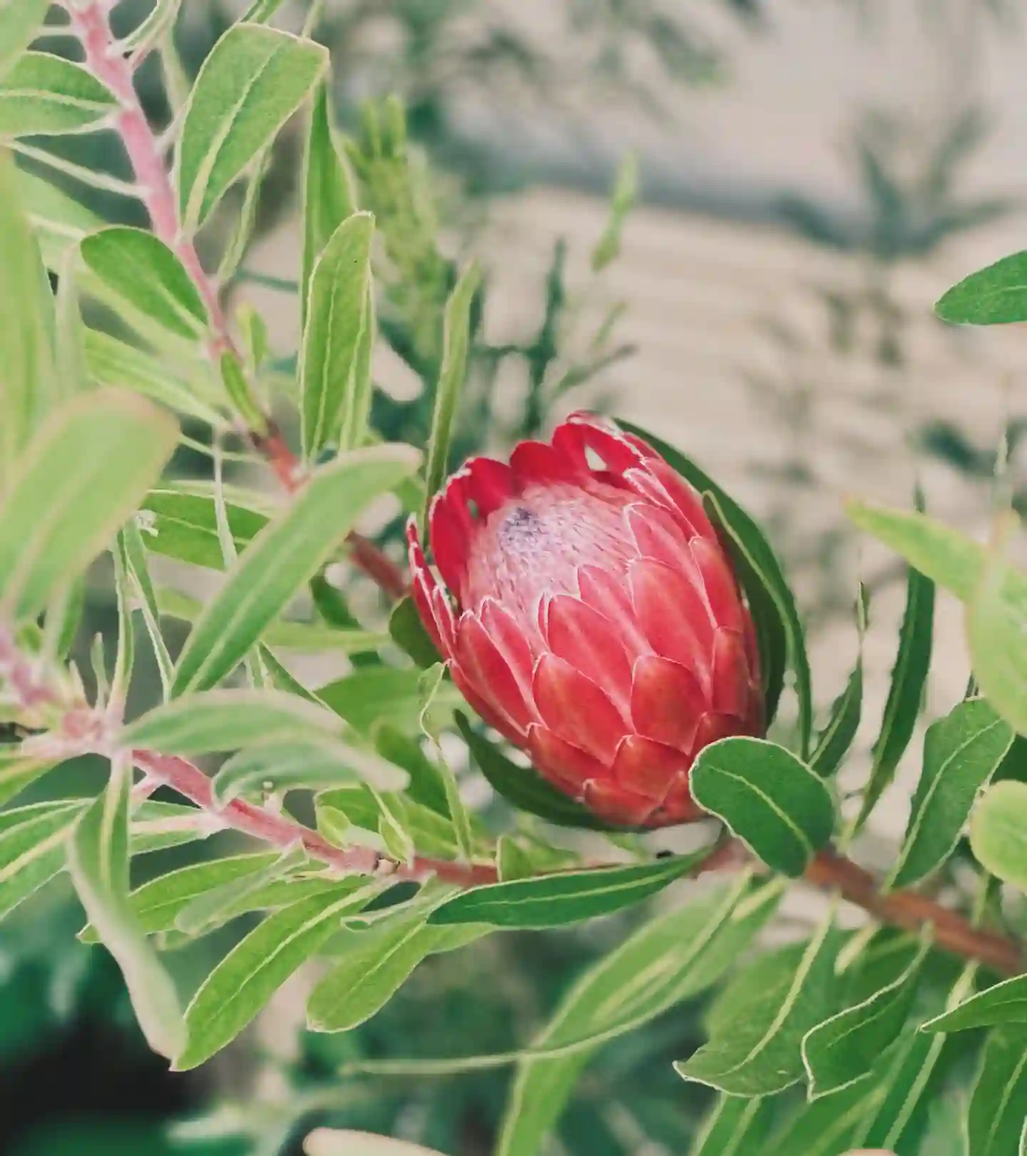 Plant FAQs: Pink Ice Protea