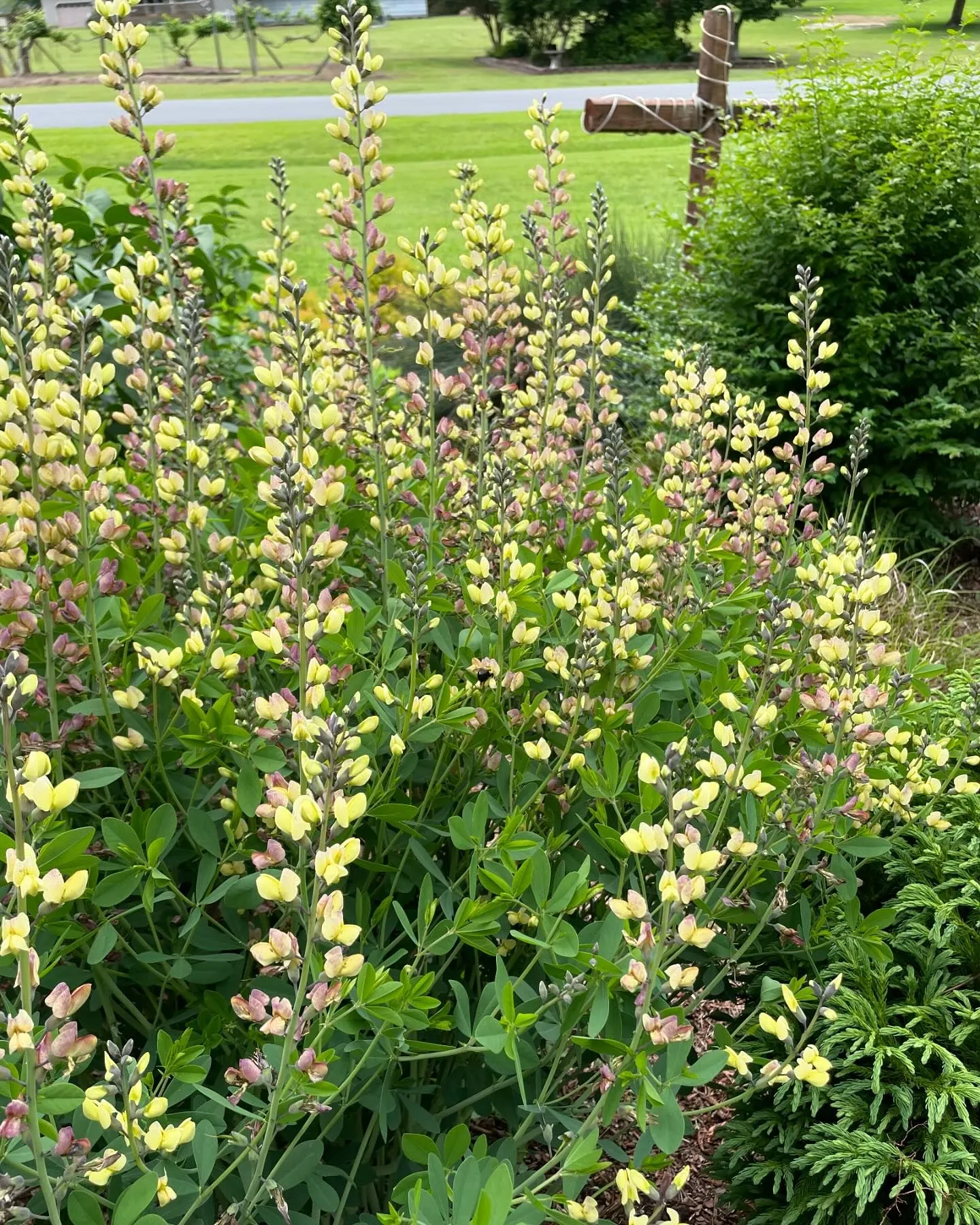 Plant FAQs: Pink Lemonade Baptisia