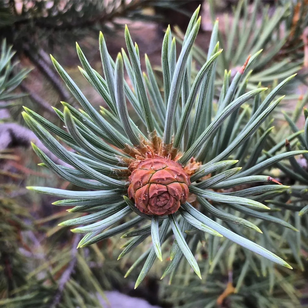 Plant FAQs: Pinus Monophylla - Single-Leaf Pinyon Pine