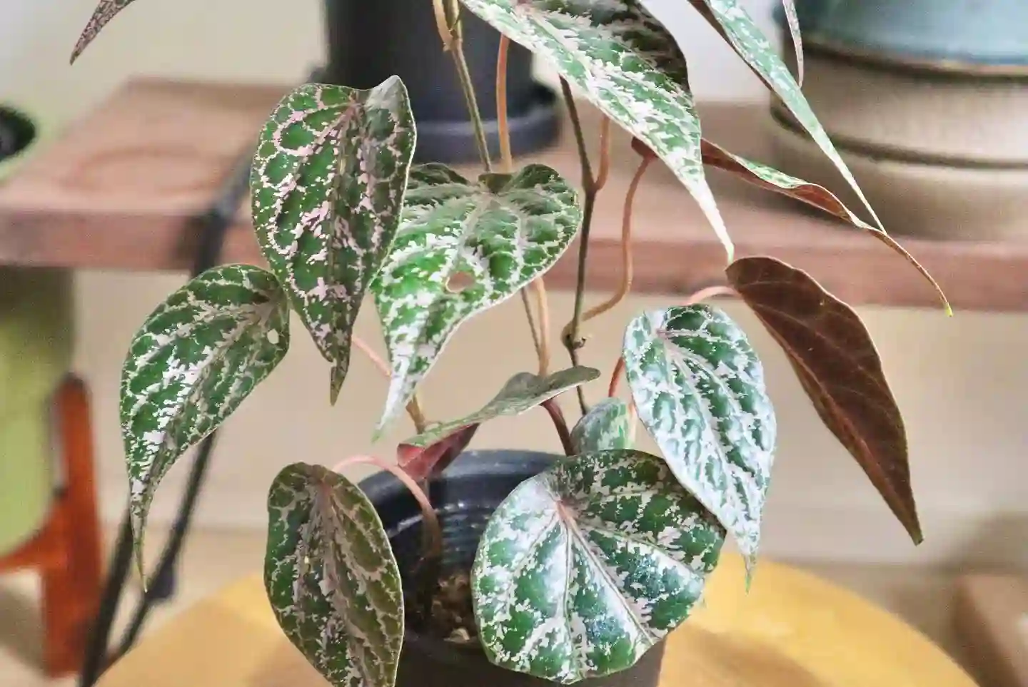 Plant FAQs: Piper Ornatum - Celebes Pepper