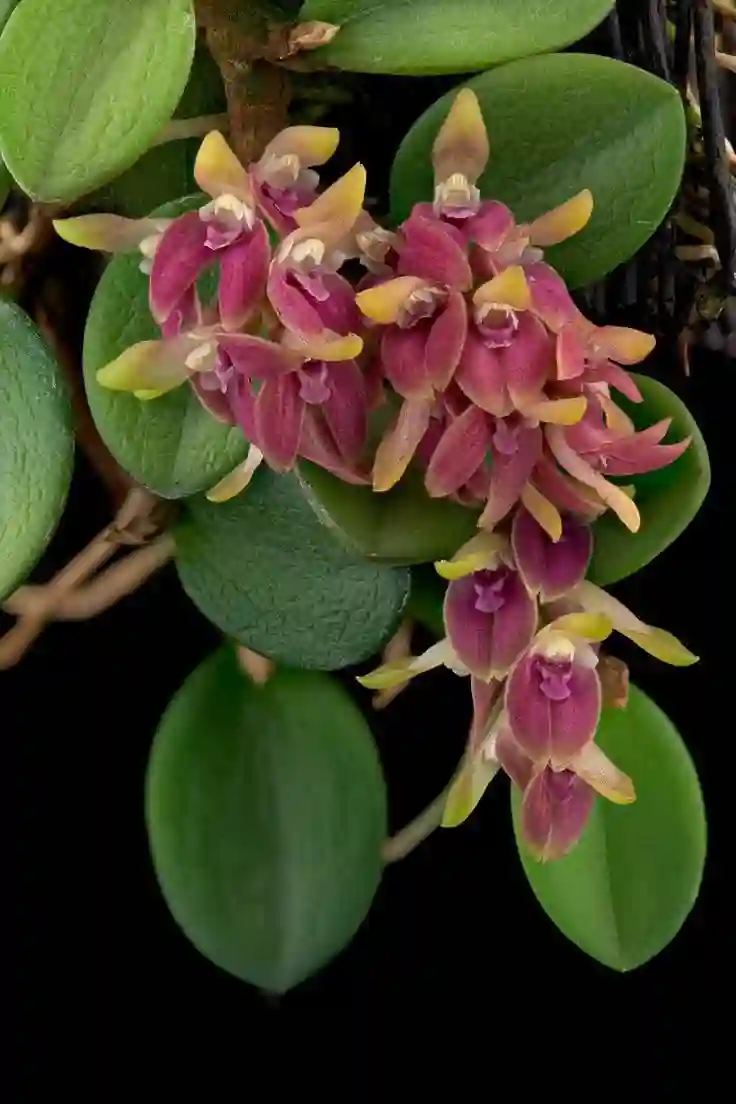 Plant FAQs: Pleurothallis Orchids
