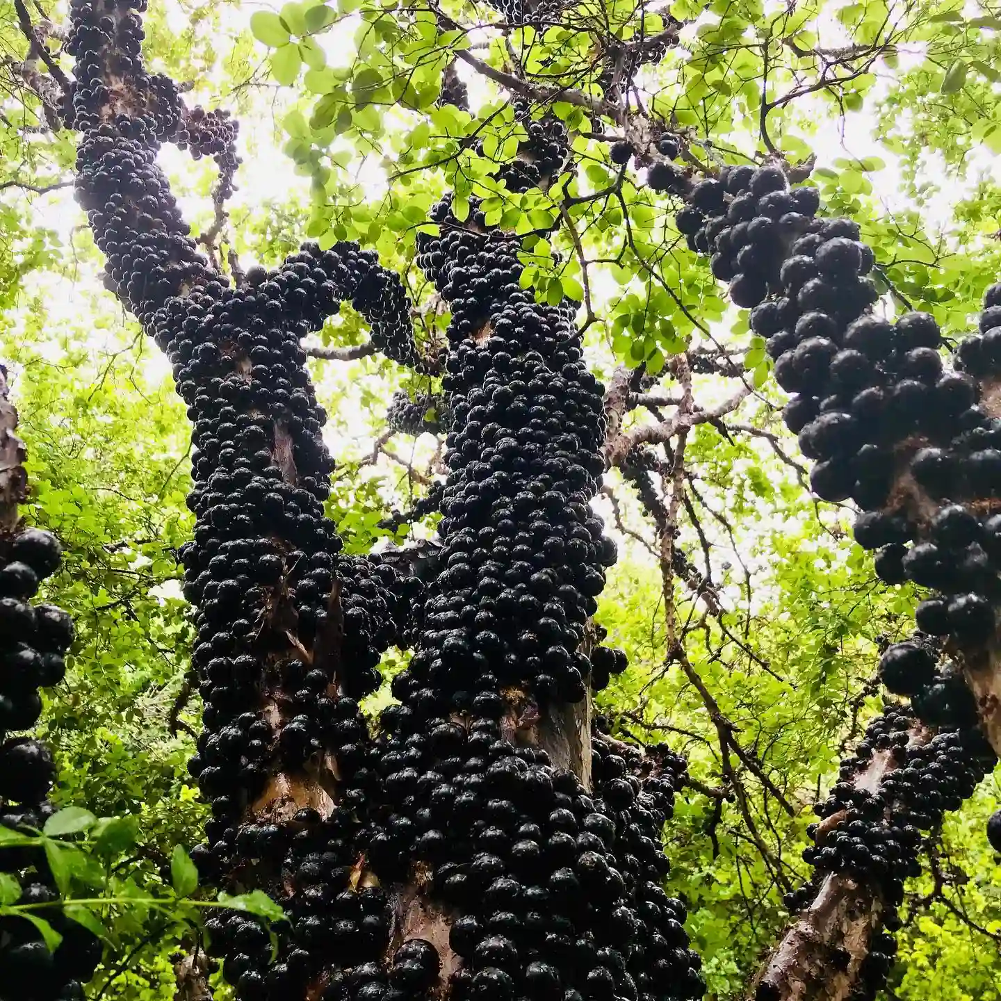 Plant FAQs: Plinia Cauliflora - Jabuticaba