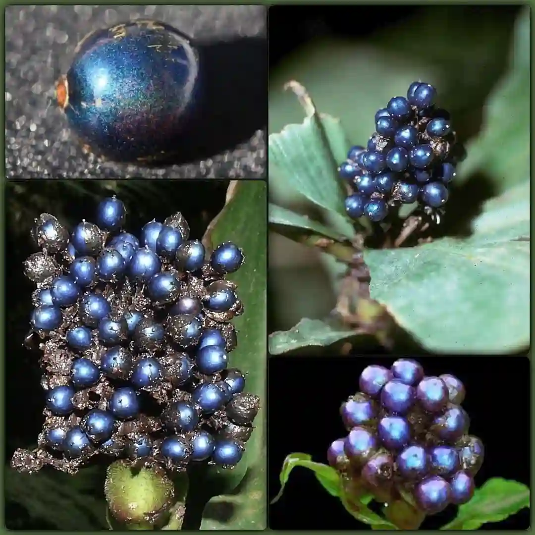 Plant FAQs: Pollia Condensata - Glory Bower