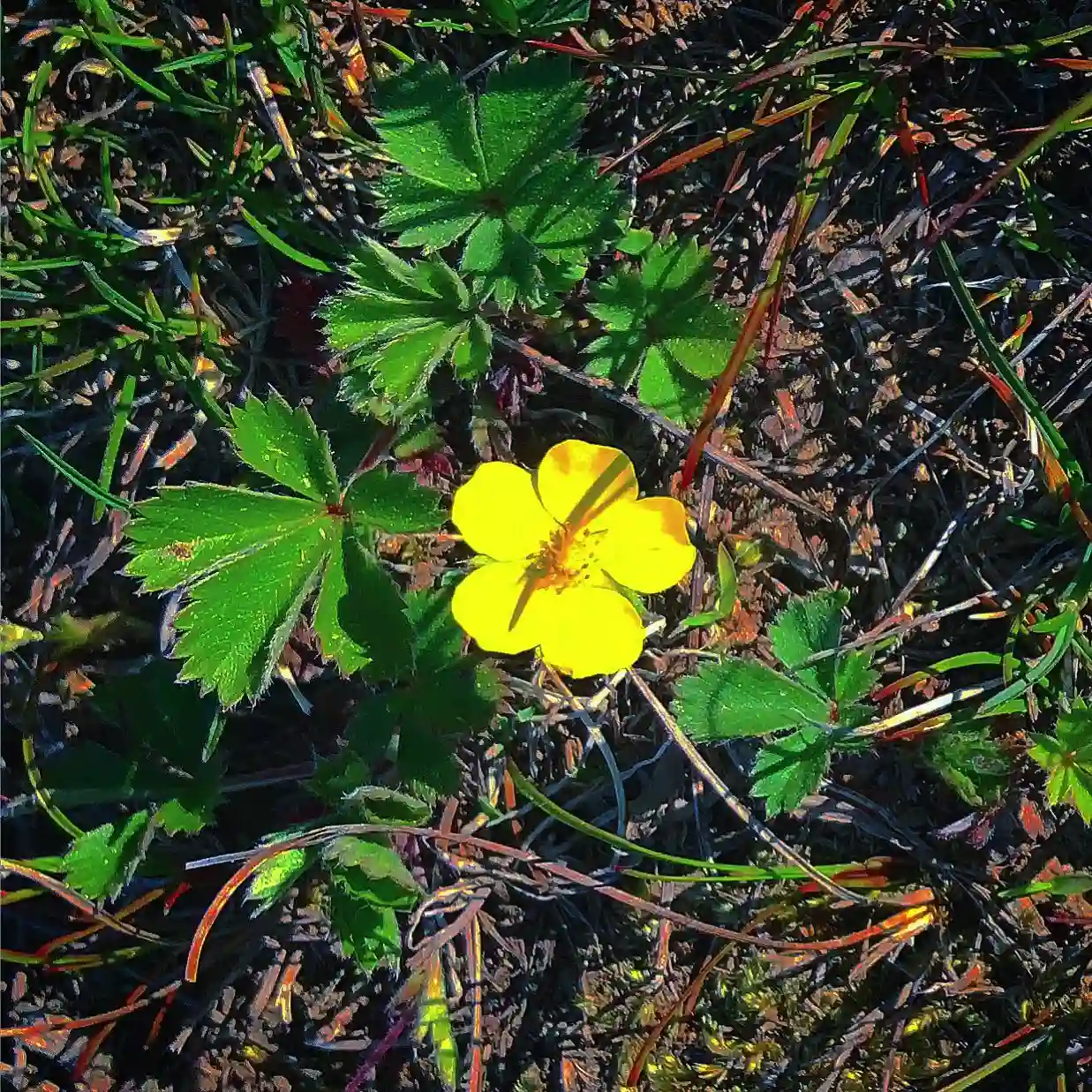 Plant FAQs: Potentilla Canadensis - Dwarf Cinquefoil - Running Cinquefoil