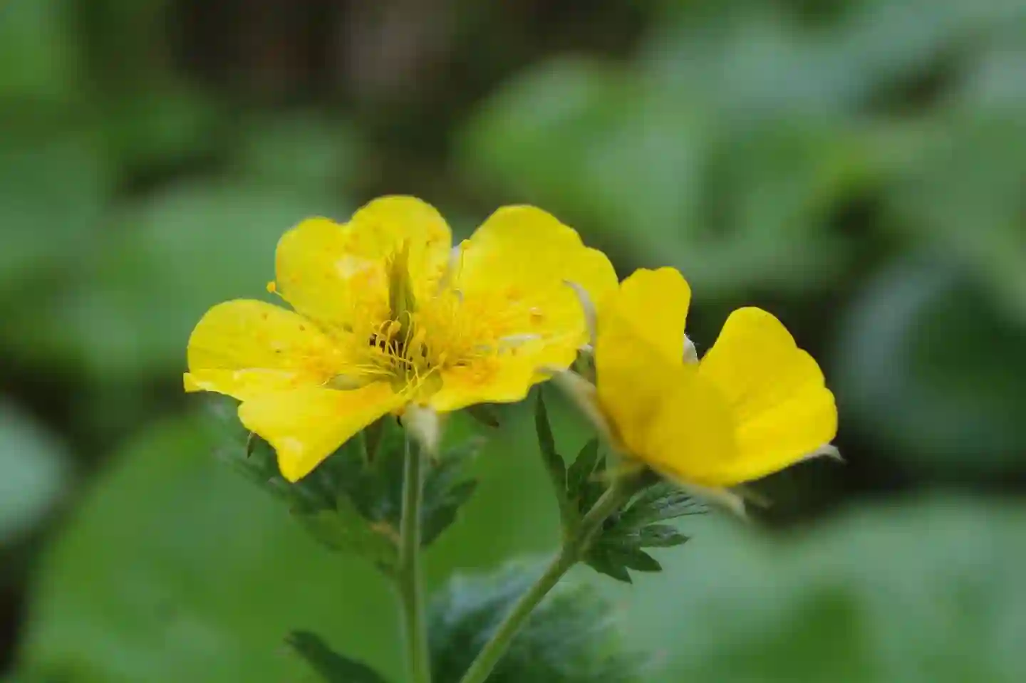 Plant FAQs: Potentilla Gracilis - Slender Cinquefoil