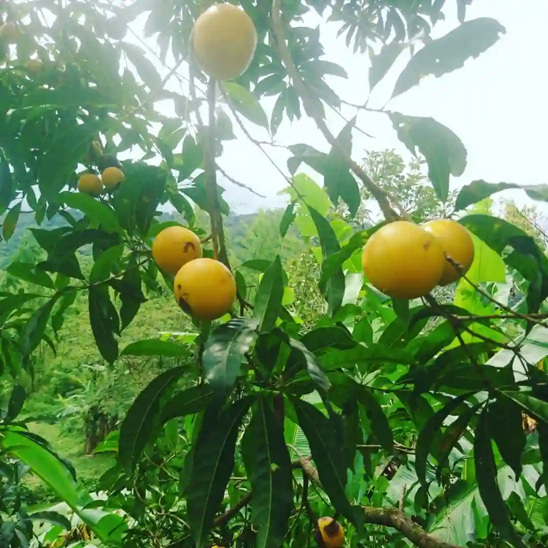 Plant FAQs: Pouteria Caimito - Star Apple