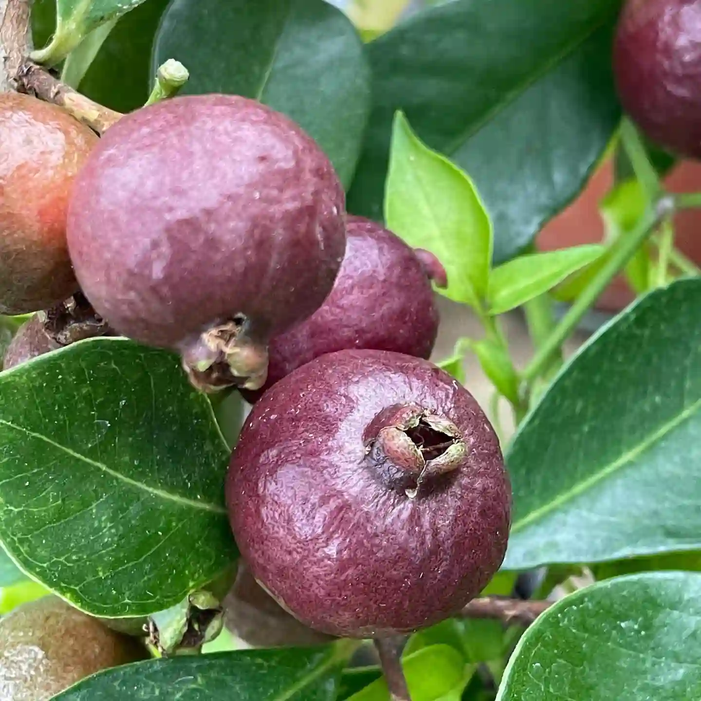 Plant FAQs: Psidium Cattleianum - Strawberry Guava - Psidium Cattleyanum