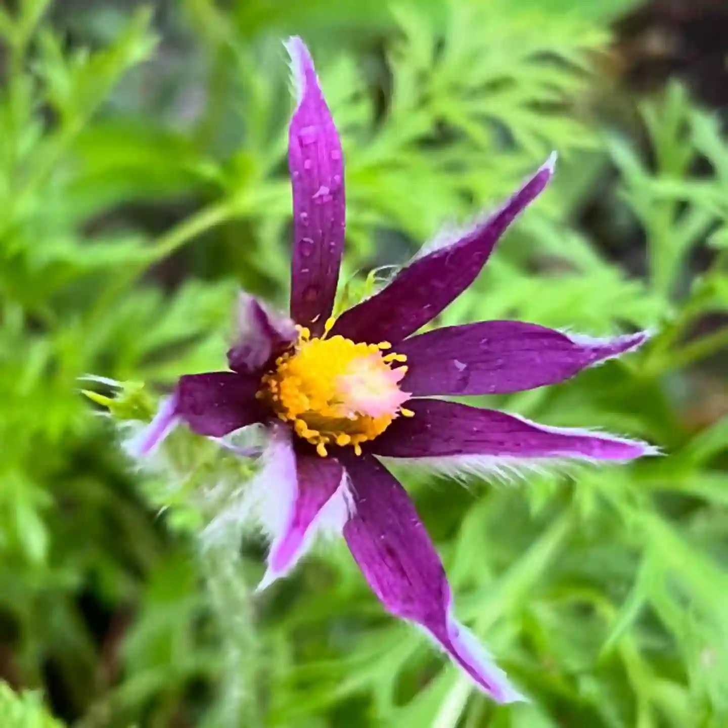 Plant FAQs: Pulsatilla Vulgaris