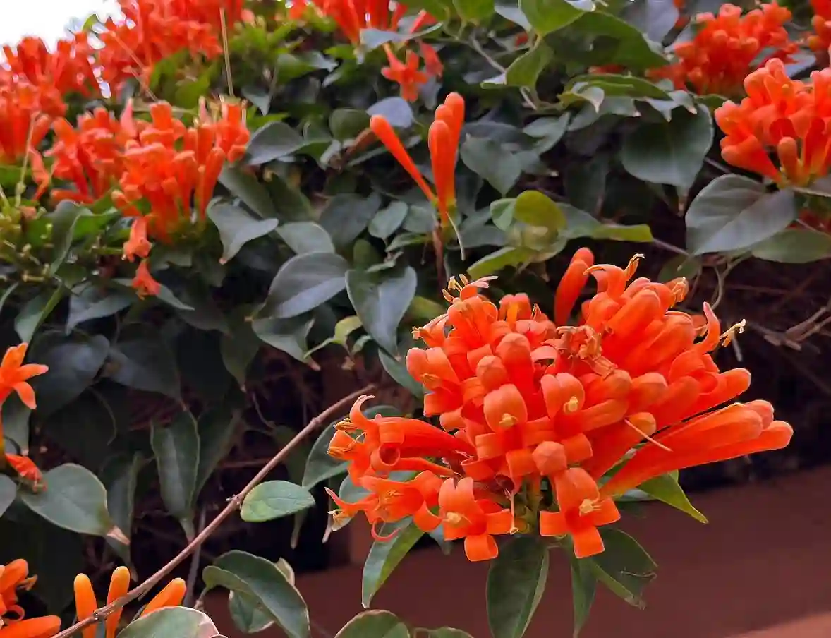 Plant FAQs: Pyrostegia Venusta - Flame Vine - Orange Trumpet Creeper