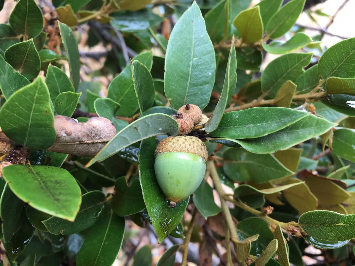 Plant FAQs: Quercus Chrysolepis - Canyon Live Oak - Golden Cup Oak