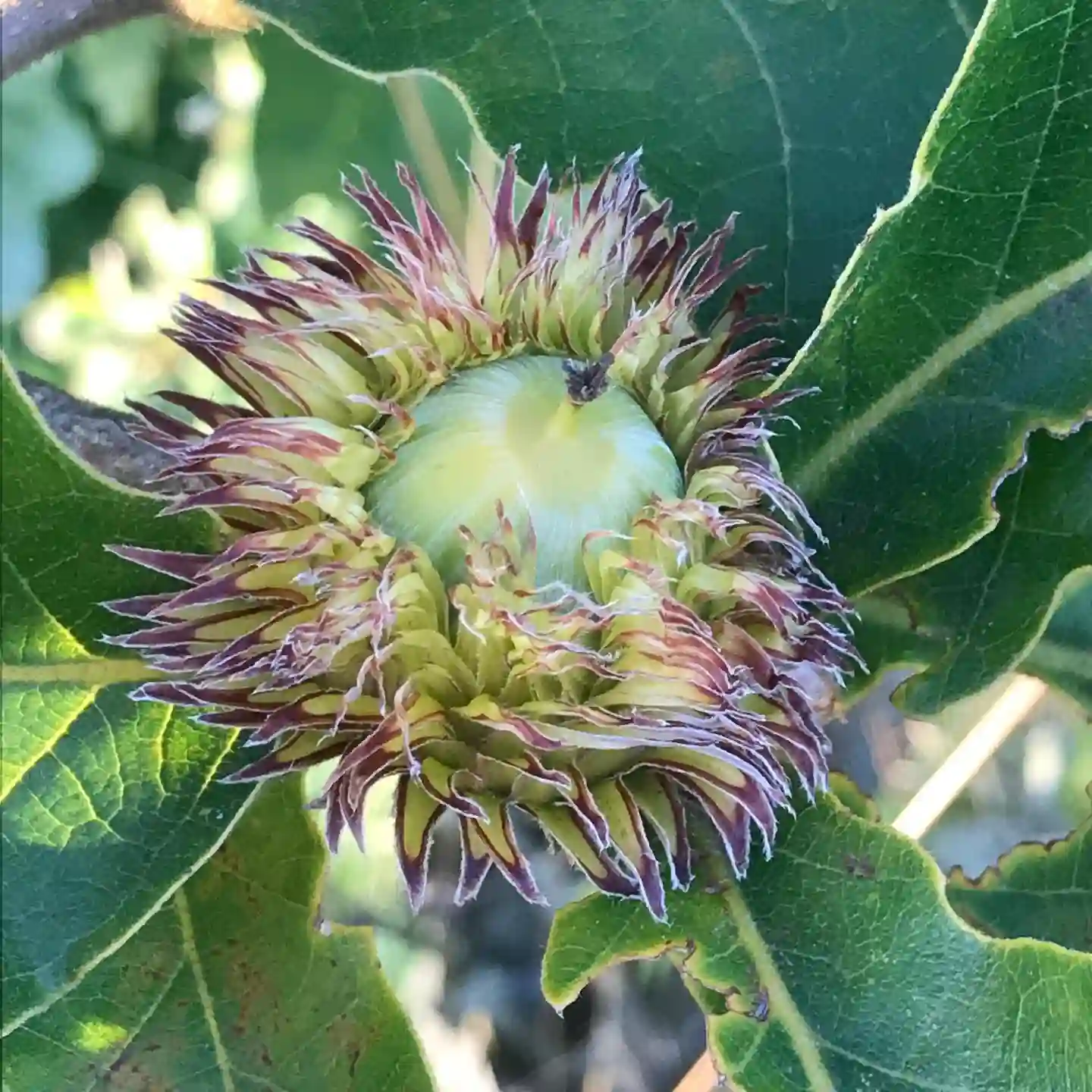 Plant FAQs: Quercus Dentata - Korean Oak - Sawtooth Oak