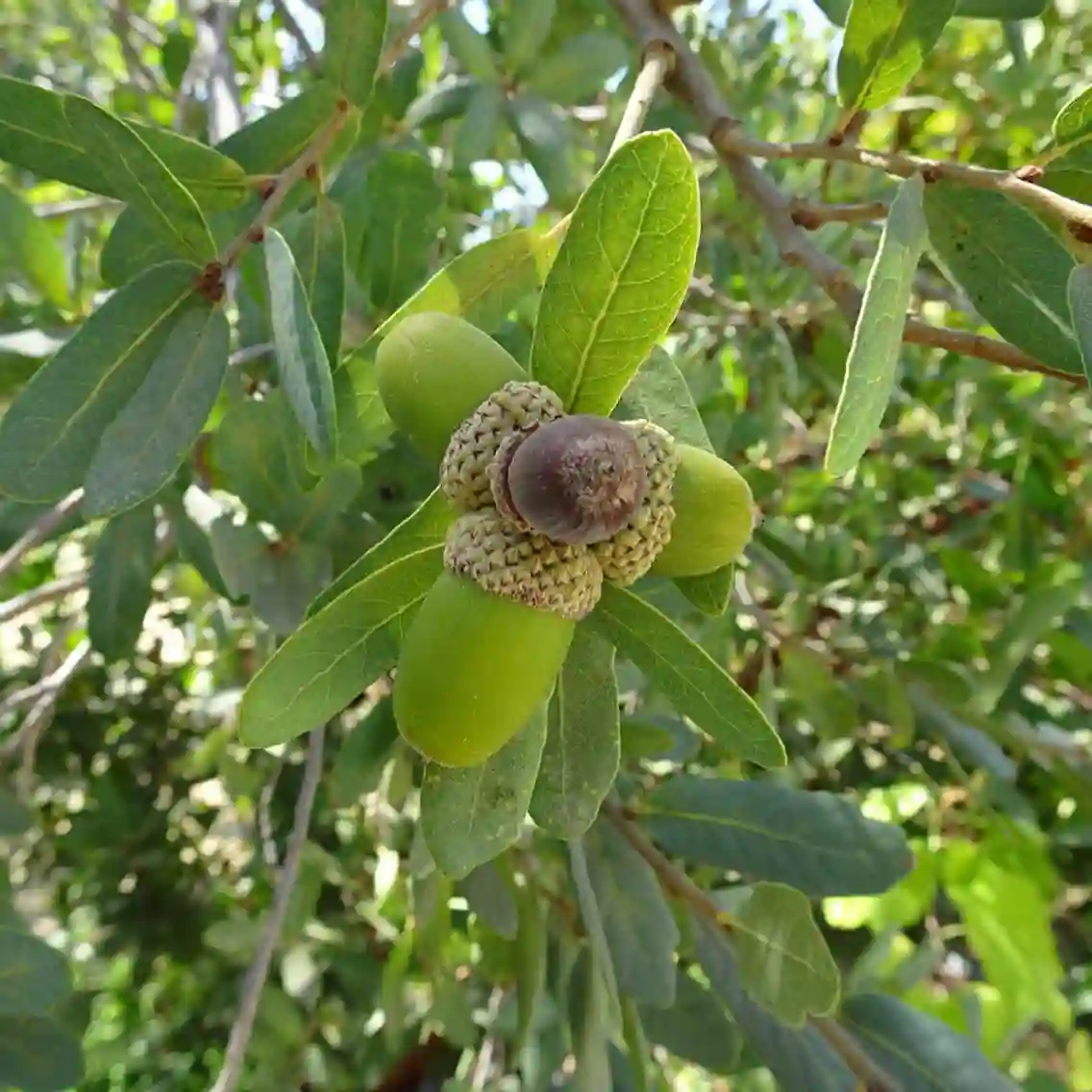 Plant FAQs: Quercus Engelmannii - Engelmann Oak