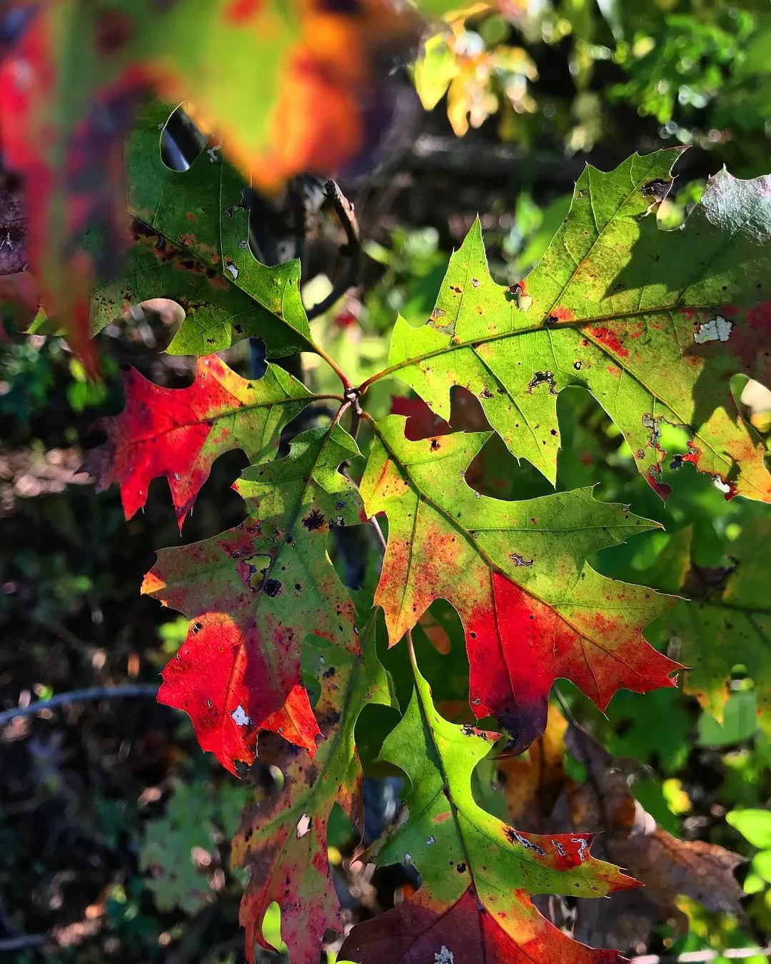 Plant FAQs: Quercus Pagoda - Cherrybark Oak