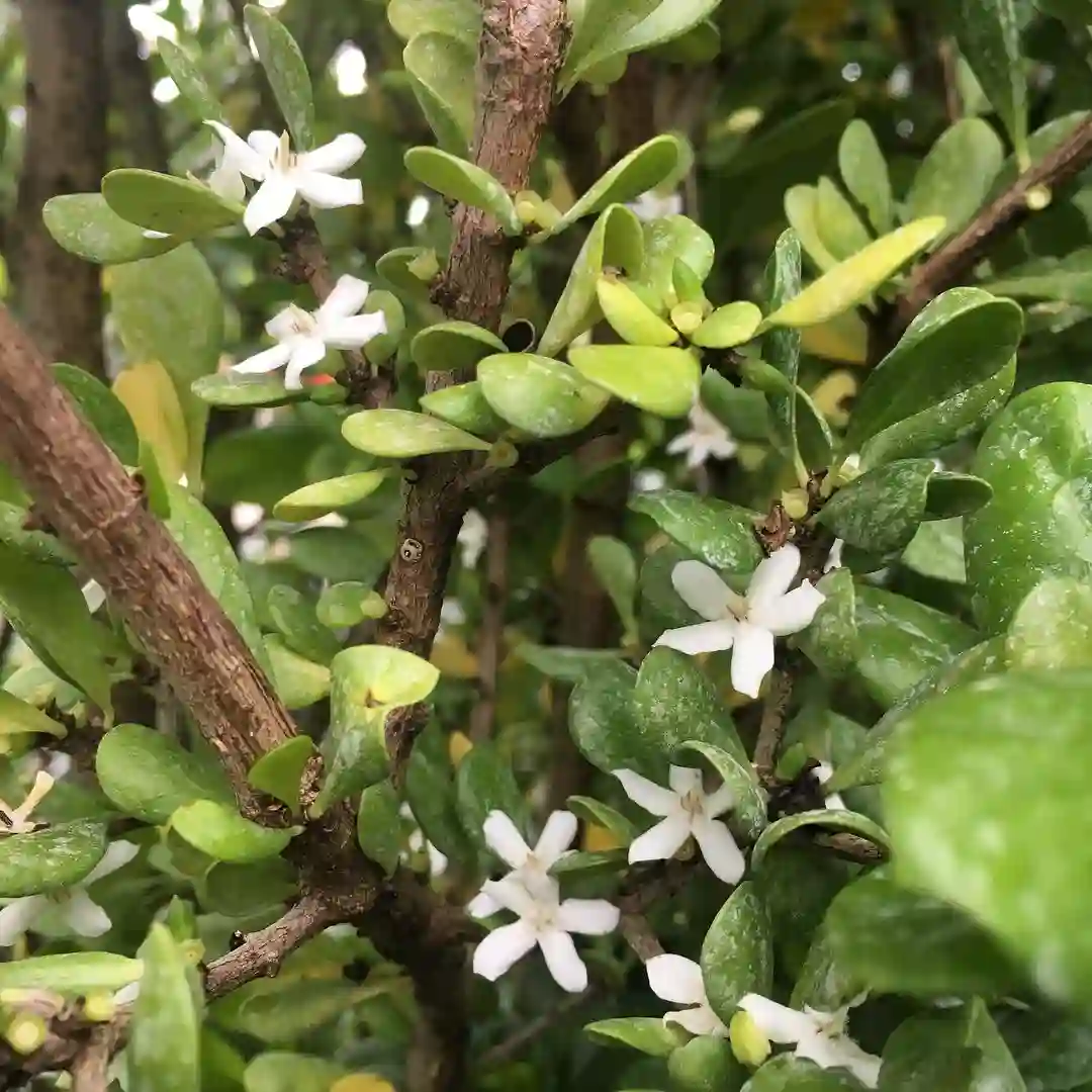 Plant FAQs: Randia Aculeata - Toothed Randia - Cat's Claw