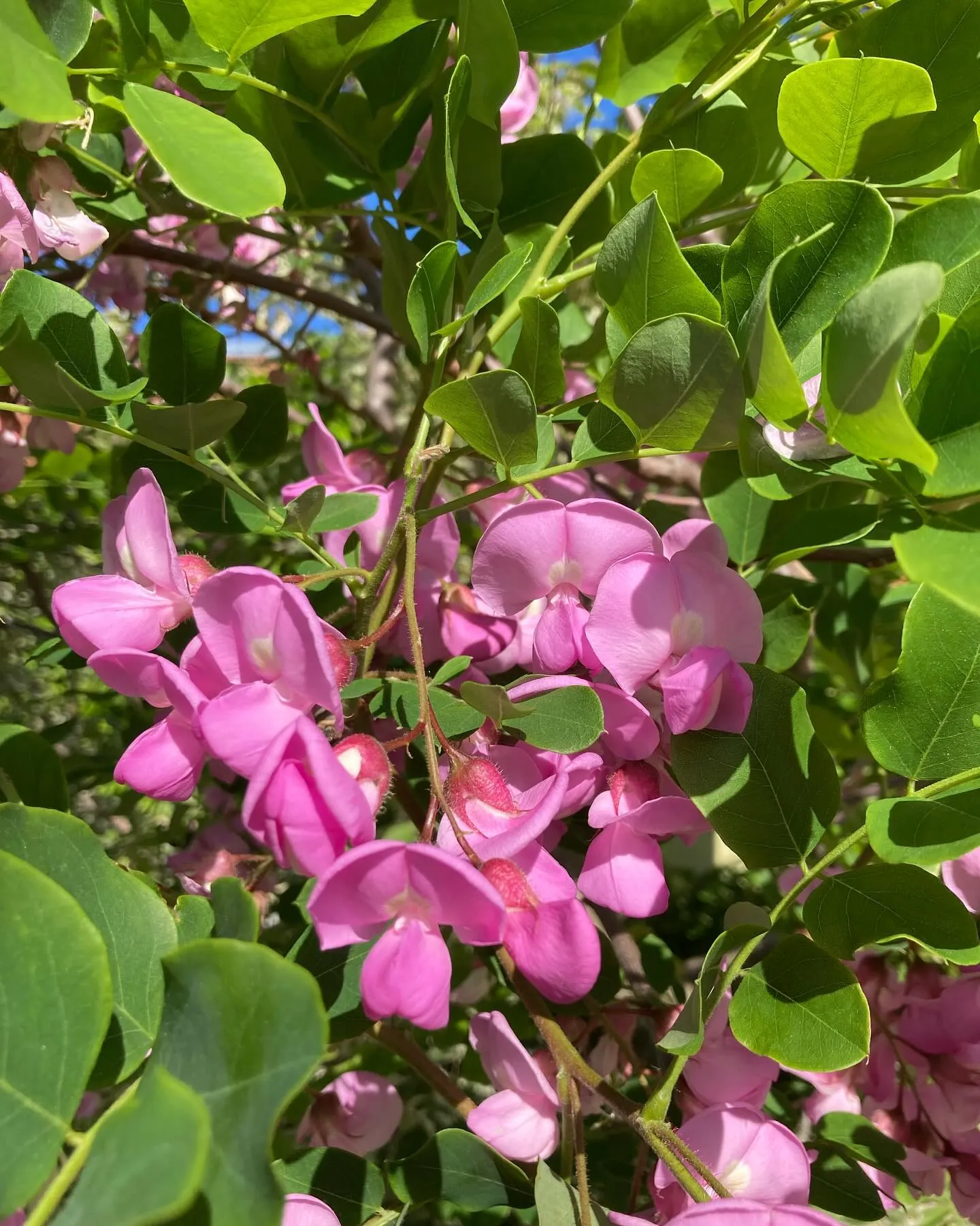 Plant FAQs: Robinia Hispida - Bristly Locust - Rose Acacia