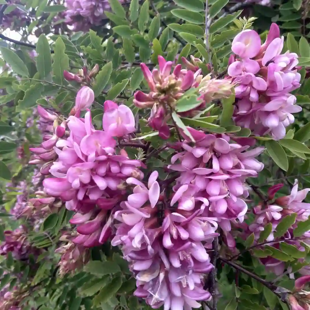 Plant FAQs: Robinia Neomexicana - New Mexico Locust