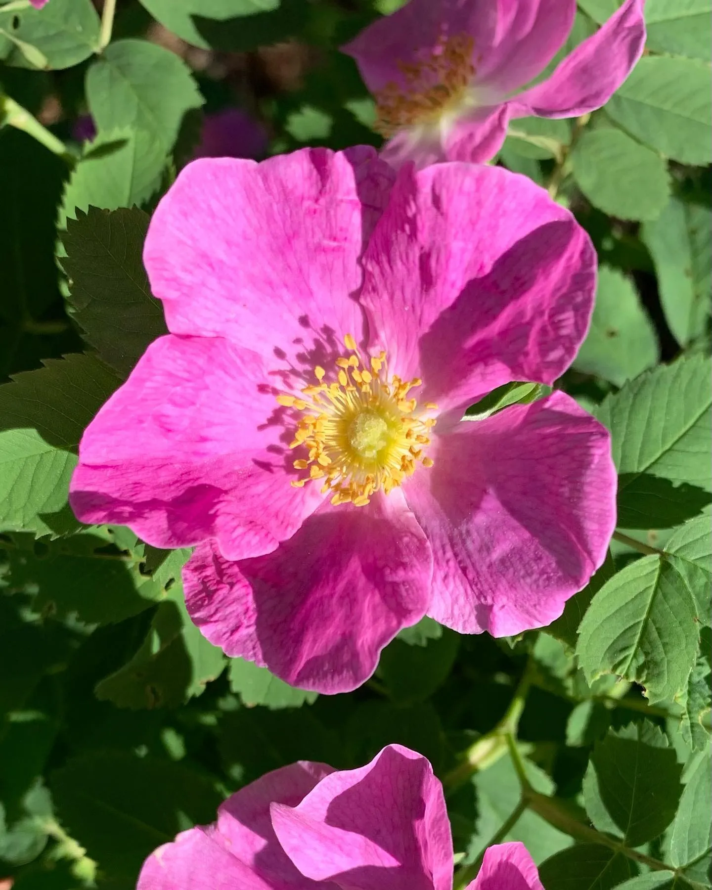 Plant FAQs: Rosa Blanda - Smooth Rose