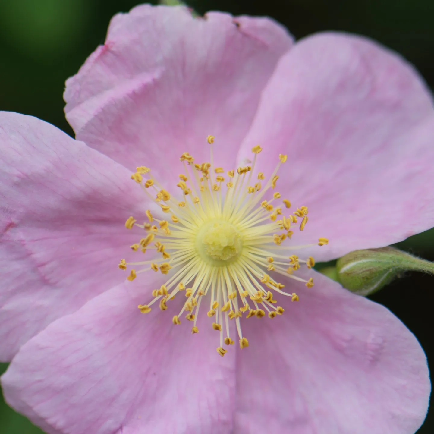 Plant FAQs: California Wild Rose - Rosa Californica