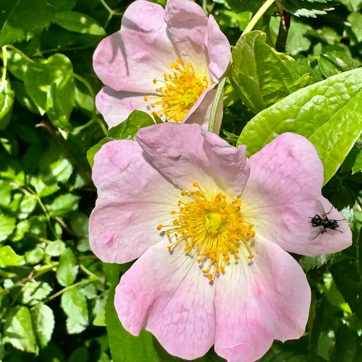 Plant FAQs: Pasture Rose - Rosa Carolina