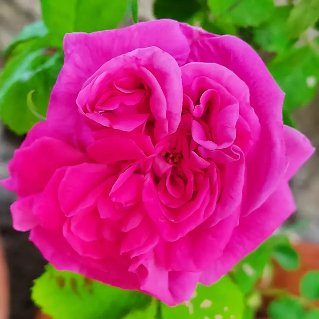 Plant FAQs: Rosa Centifolia - Cabbage Rose