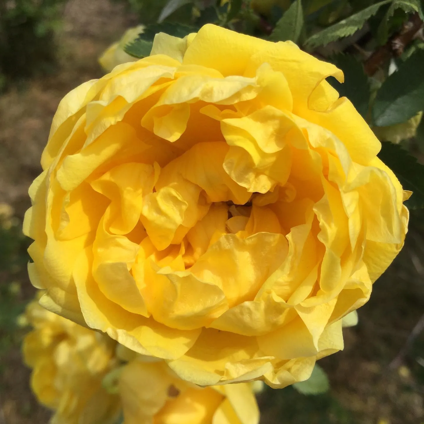 Plant FAQs: Rosa Foetida - Austrian Copper Rose - Persian Yellow