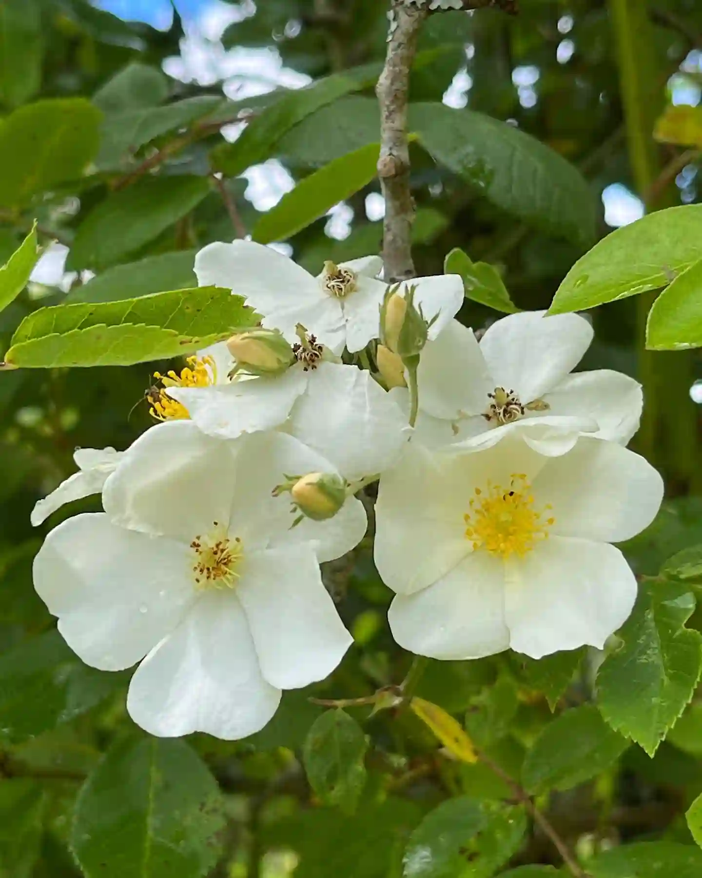 Plant FAQs: Rosa Moschata - Musk Rose