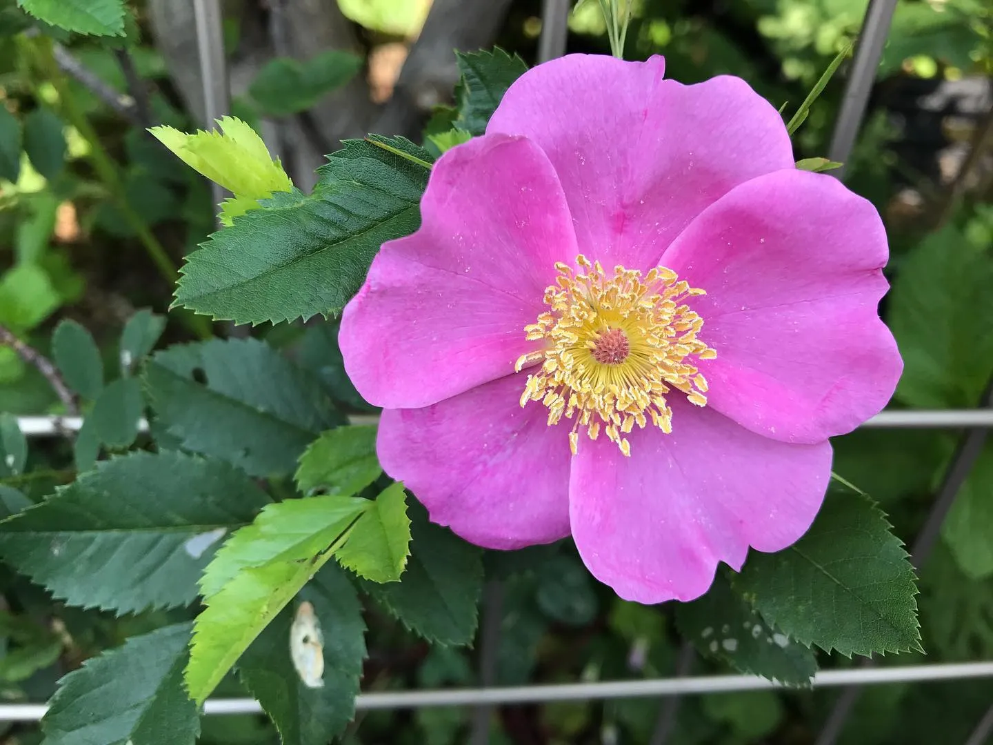 Plant FAQs: Virginia Rose - Rosa Virginiana