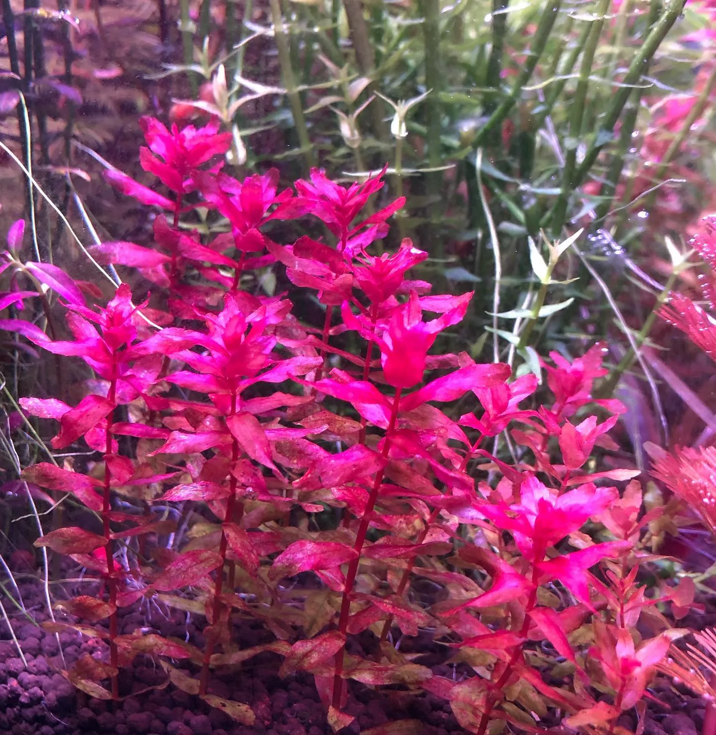 Plant FAQs: Rotala Macrandra