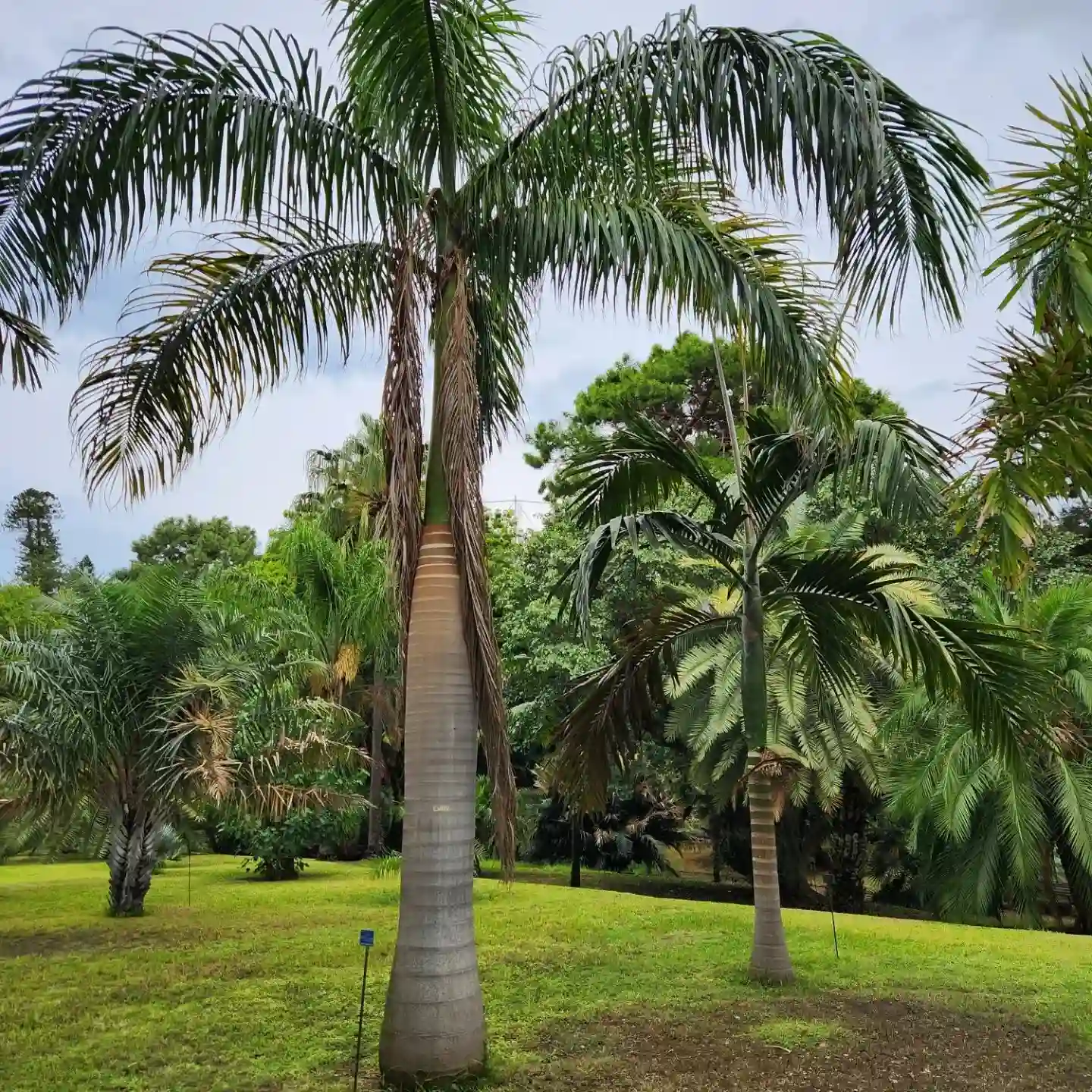 Plant FAQs: Roystonea Regia - Royal Palm