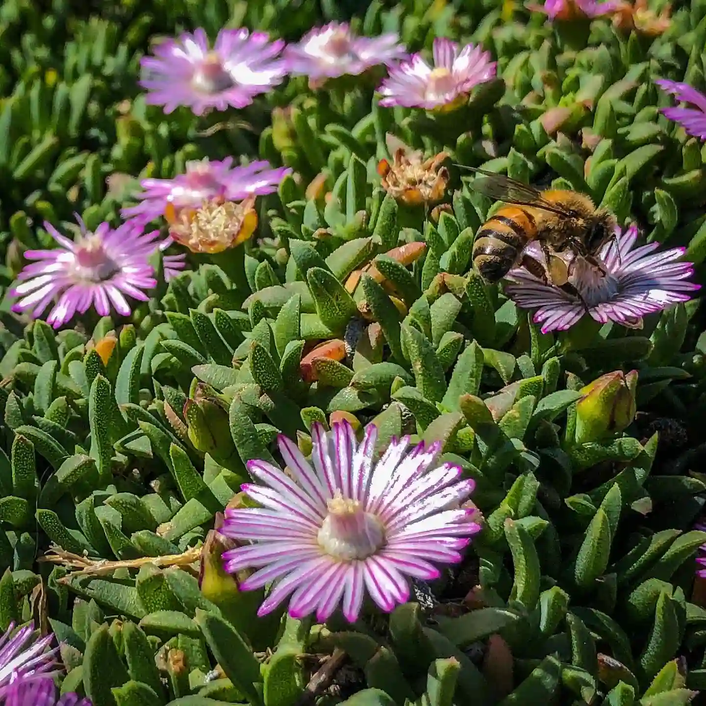 Plant FAQs: Ruschia Nana - Miniature Carpet of Jade